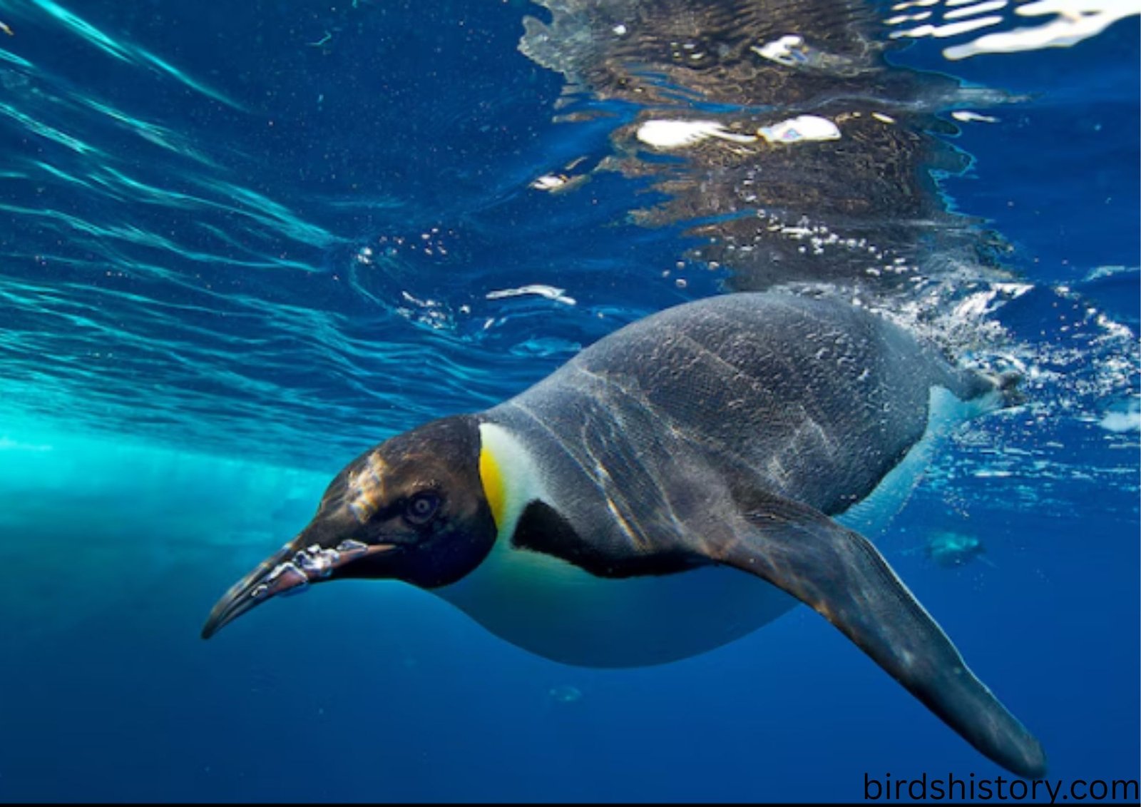 The Emperor Penguin: Nature’s Cold-Weather King