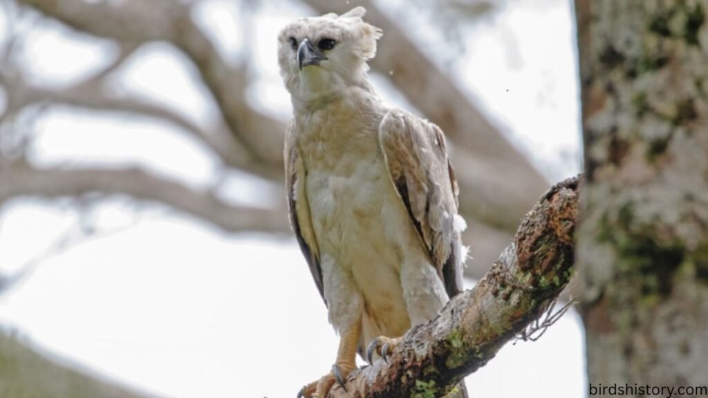 Harpy Eagle: The Powerful King of the Rainforest