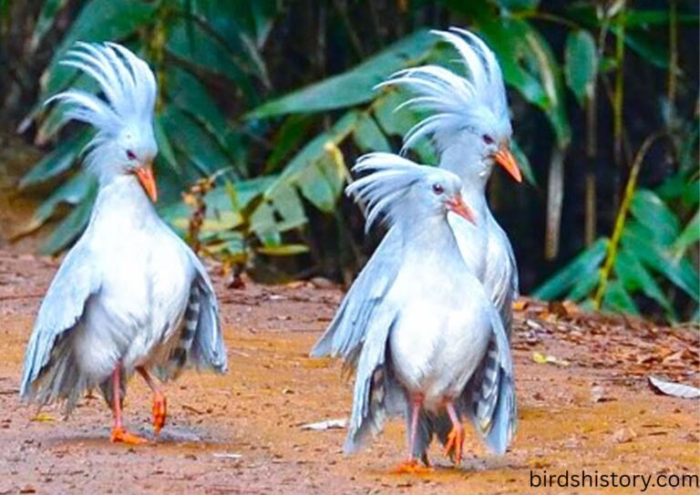 Kagu Bird: New Caledonia’s Mysterious Forest Guardian