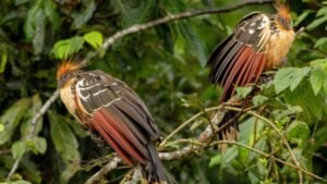 Hoatzin Bird: The Strange Survivor of the Amazon