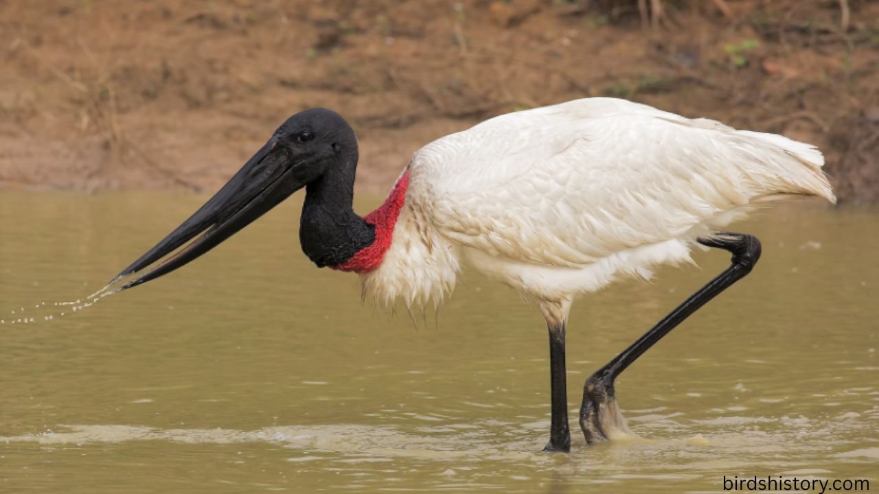 Jabiru Stork: The Giant Guardian of Wetlands