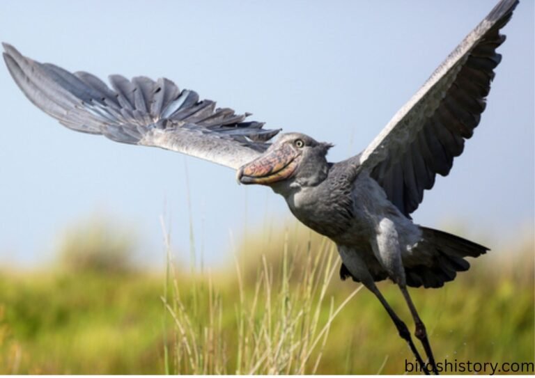 Shoebill: The Prehistoric Giant of Africa’s Wetlands