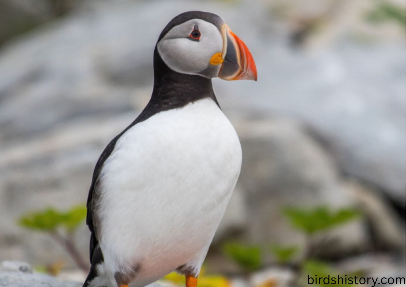 The Atlantic Puffin: The Colorful Clown of the Sea