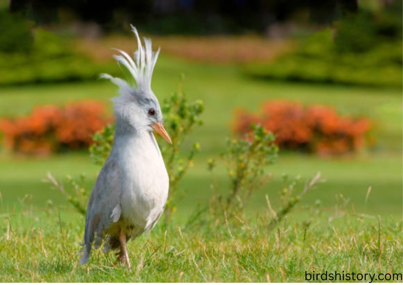 Kagu Bird: New Caledonia’s Mysterious Forest Guardian