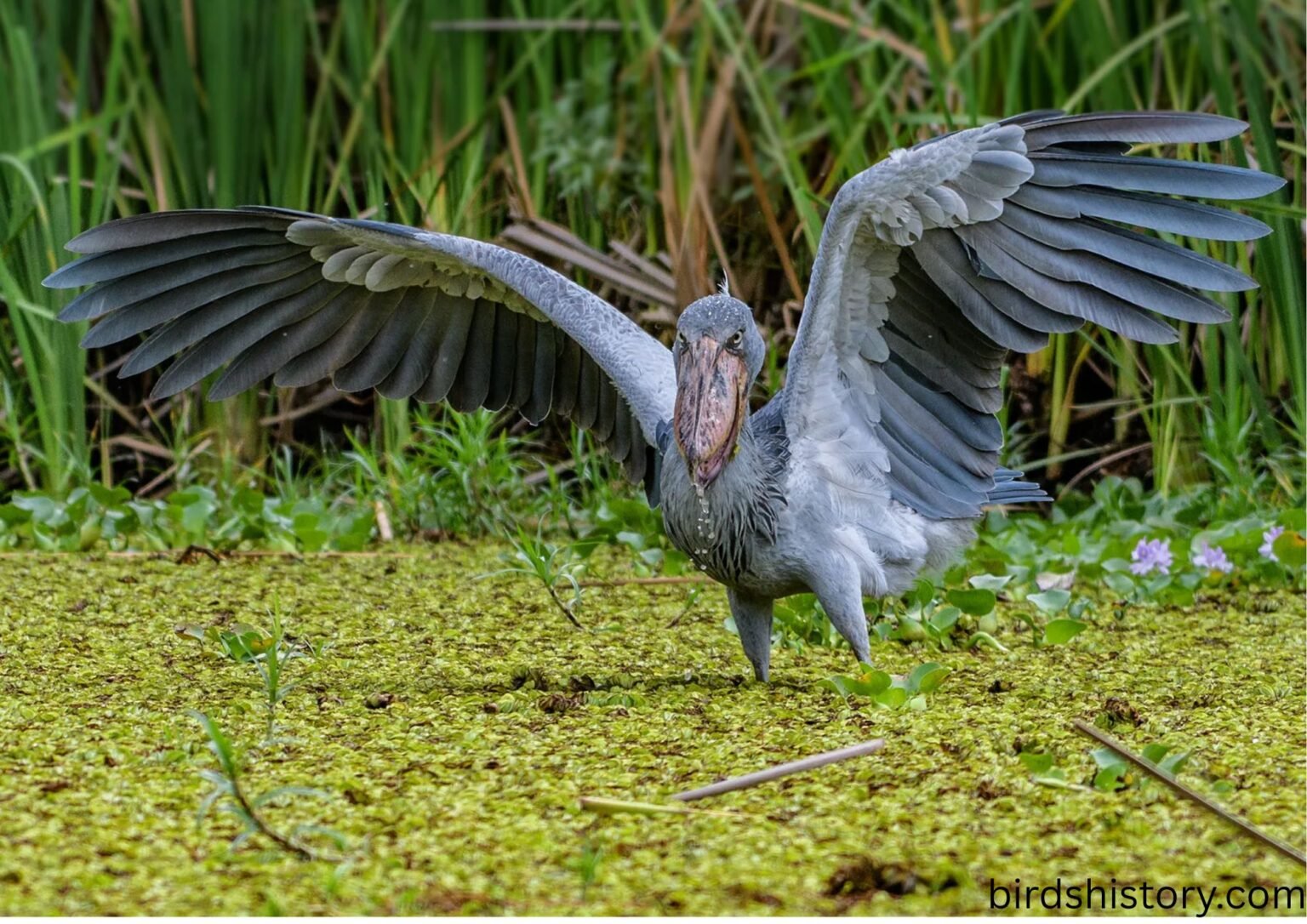 Shoebill: The Prehistoric Giant of Africa’s Wetlands