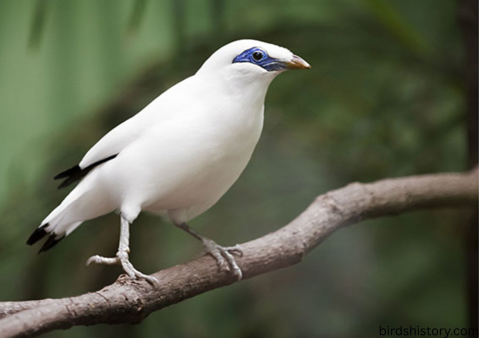 Bali Starling: The Rare Jewel of Indonesia’s Wildlife