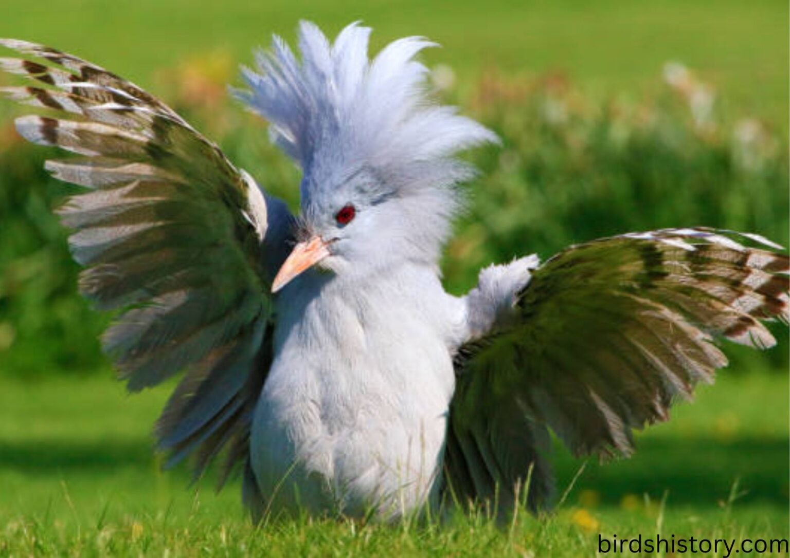 Kagu Bird: New Caledonia’s Mysterious Forest Guardian