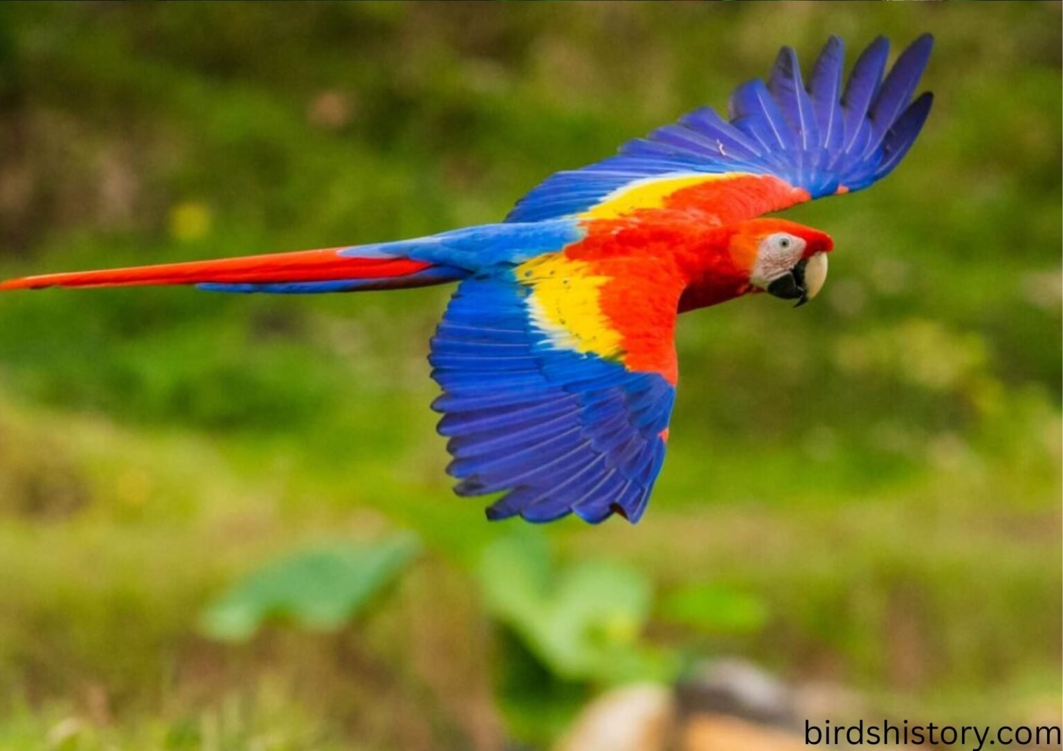 Scarlet Macaw: The Colorful Treasure of the Rainforest