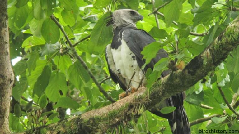 Harpy Eagle: The Powerful King of the Rainforest