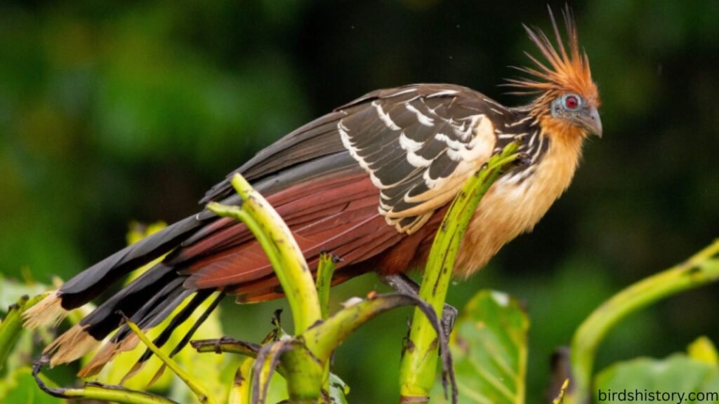 The Elephant Bird: Madagascar’s Giant Lost Bird