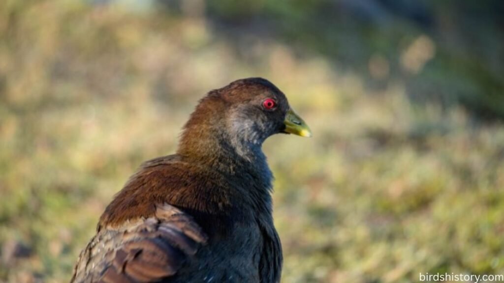 Tasmanian Native Hen: Remarkable Flightless Bird of Tasmania