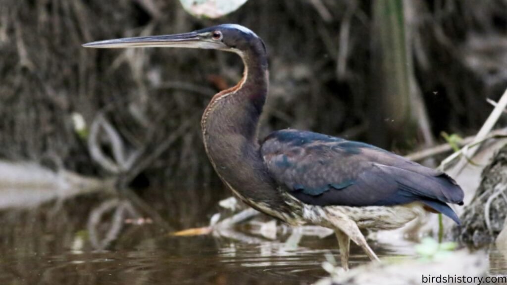 Agami Heron: The Jewel of the Rainforest Waters