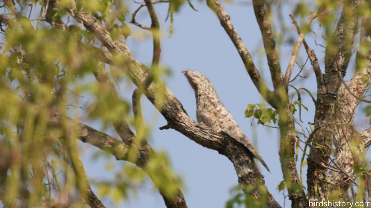 The Great Potoo: Master of Camouflage in the Night