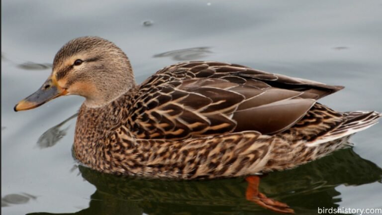 The Mallard: Nature’s Colorful Waterfowl