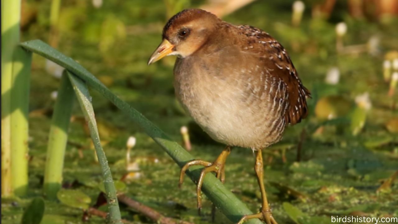 Fascinating Sora Bird: Secrets of the Elusive Marsh Dweller