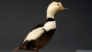 Labrador Duck: Rare & Extinct Sea Duck of North America