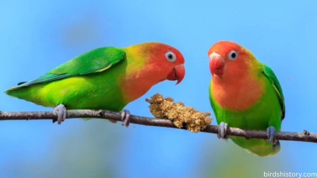 Lovebirds: Nature’s Colorful Symbols of Affection