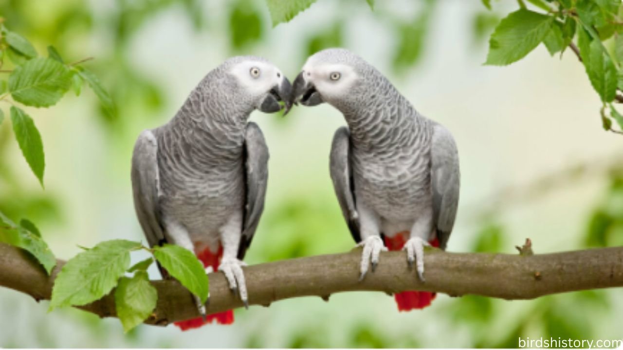 African Grey Parrot: Nature’s Most Intelligent Talker