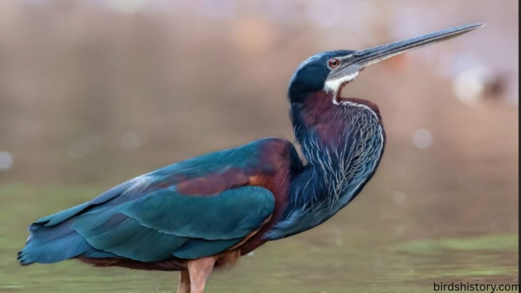 Agami Heron: The Jewel of the Rainforest Waters