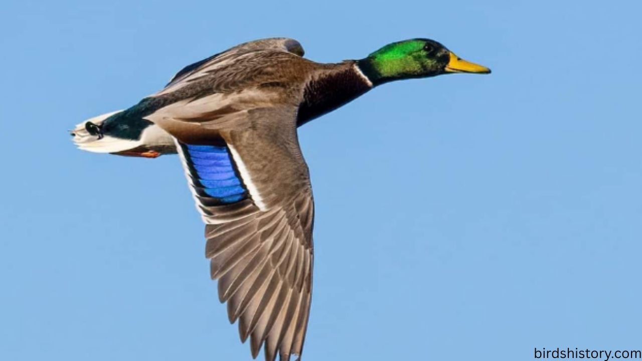 The Mallard: Nature’s Colorful Waterfowl