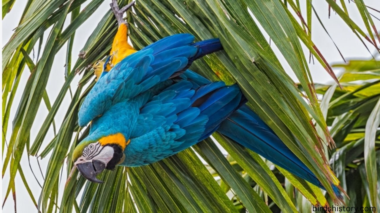 The Blue and Yellow Macaw: A Vibrant Icon of the Tropics