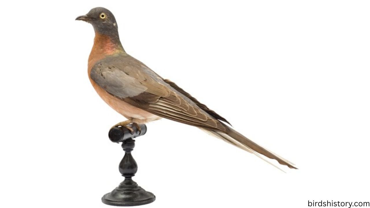Passenger Pigeon history– The Rise and Fall of Legend