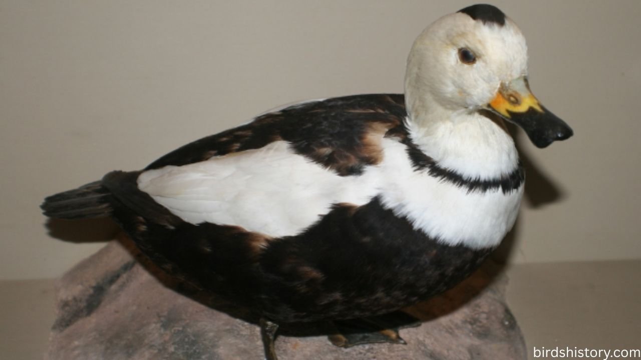 Labrador Duck: Rare & Extinct Sea Duck of North America