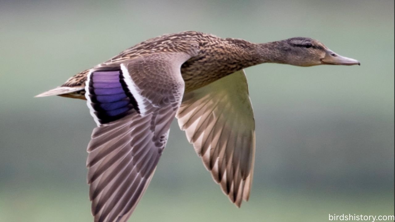 The Mallard: Nature’s Colorful Waterfowl