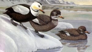 Labrador Duck: Rare & Extinct Sea Duck of North America